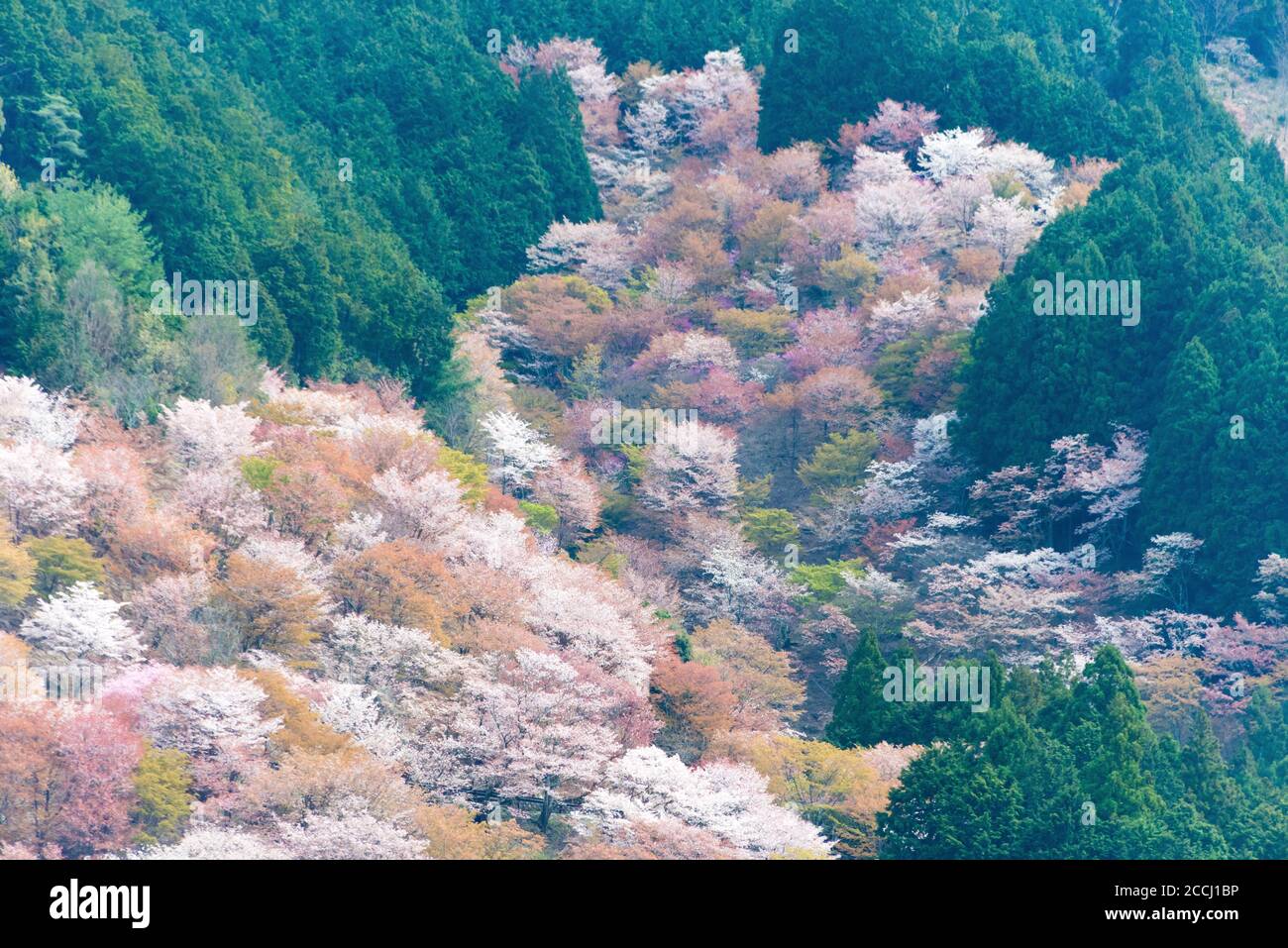 Nara, Japan - Cherry blossoms at Nakasenbon area in Mount Yoshino, Nara ...