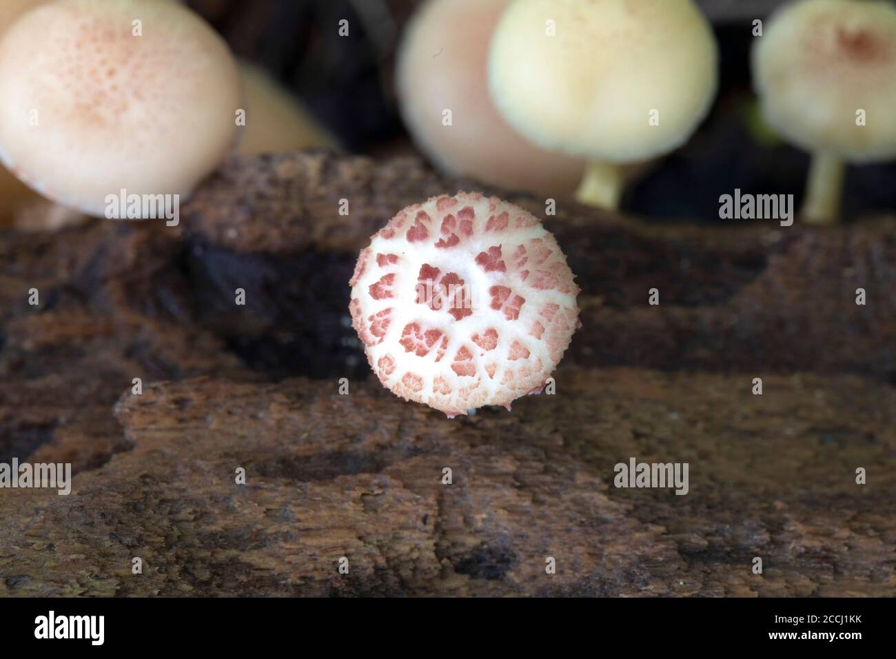 White mushroom on decayed wood Stock Photo - Alamy
