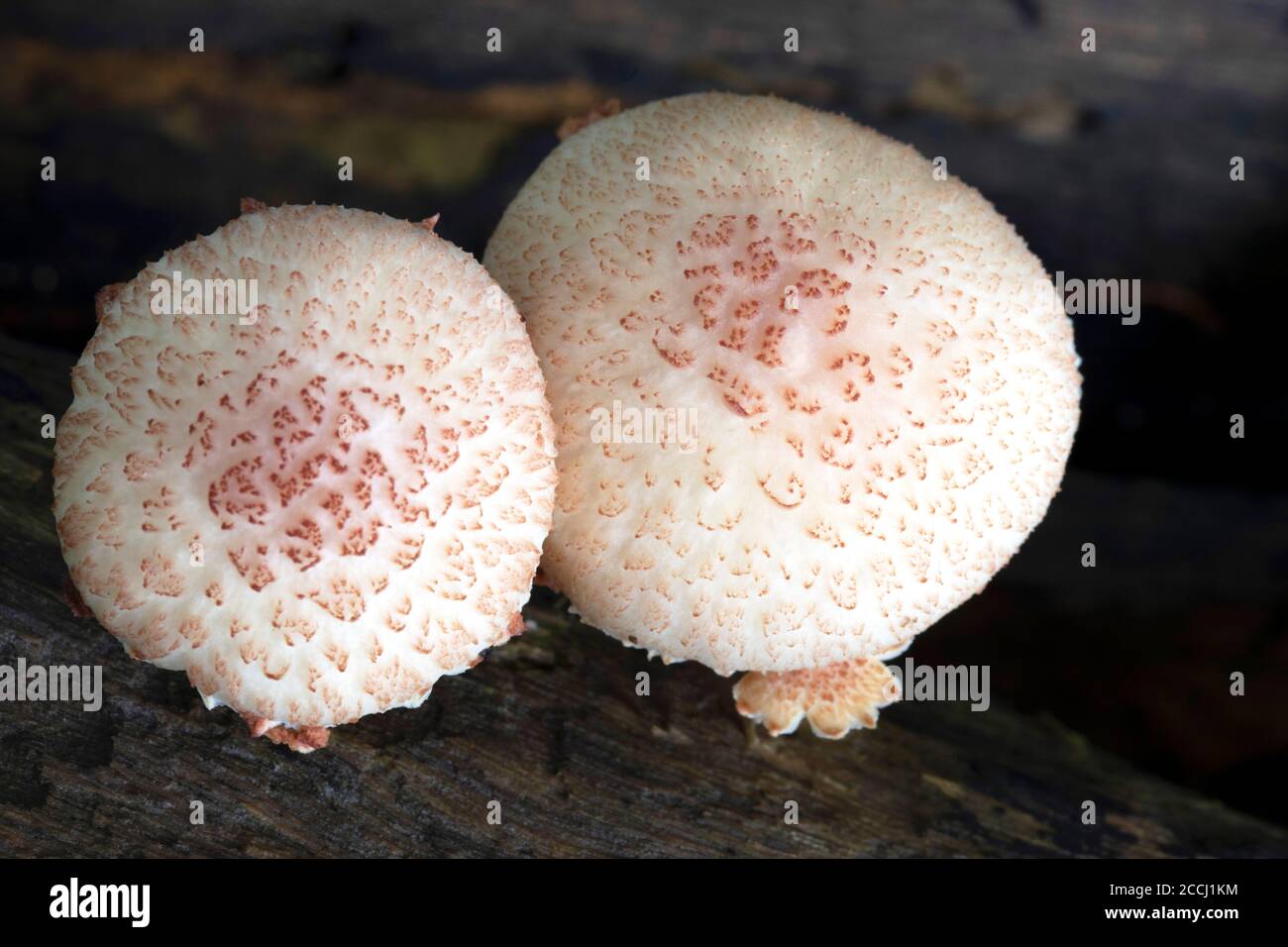 White mushroom on decayed wood Stock Photo - Alamy