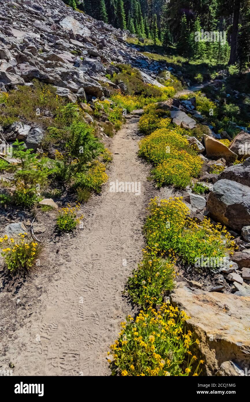 Pacific Crest Trail between Cispus Basin and the Snowgrass Trail, lined ...