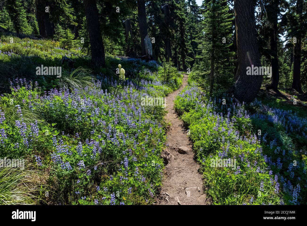 Pacific Crest Trail winding through a lupine meadow between Cispus ...