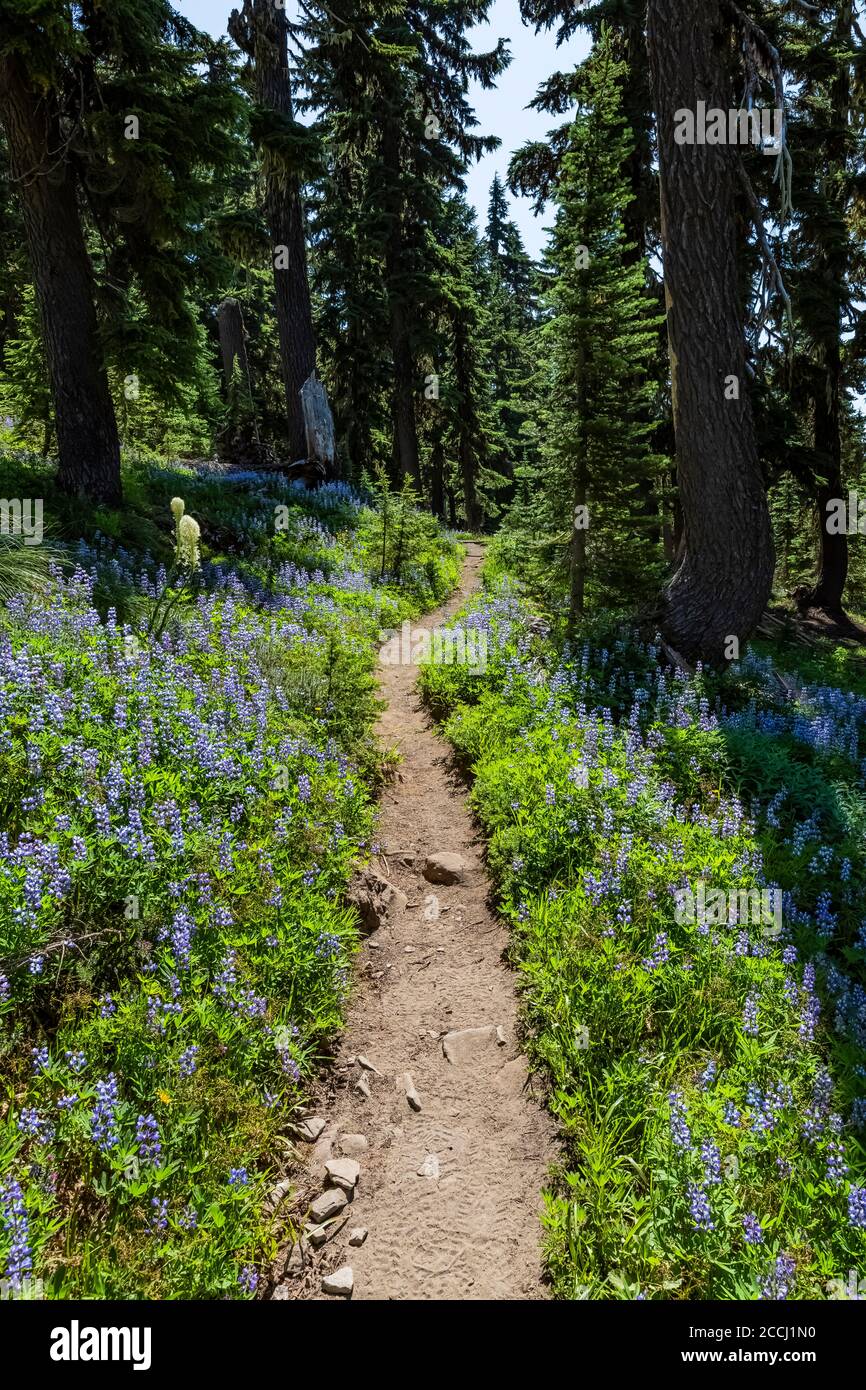 Pacific Crest Trail winding through a lupine meadow between Cispus ...