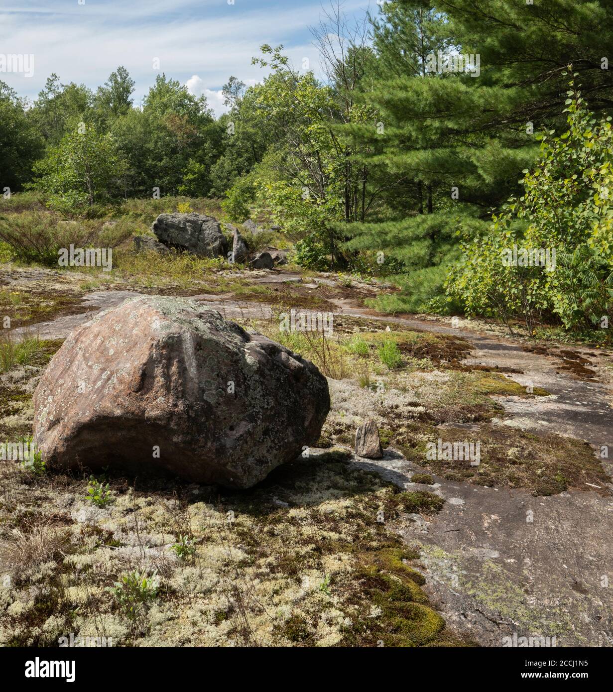 Ground vegetation and erratic rock on glacial bedrock at Torrance ...