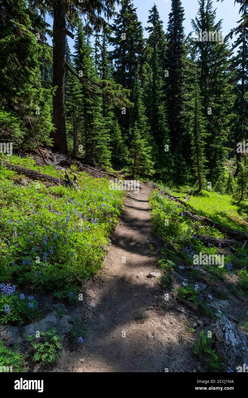 Pacific Crest Trail between Cispus Basin and the Snowgrass Trail in the ...