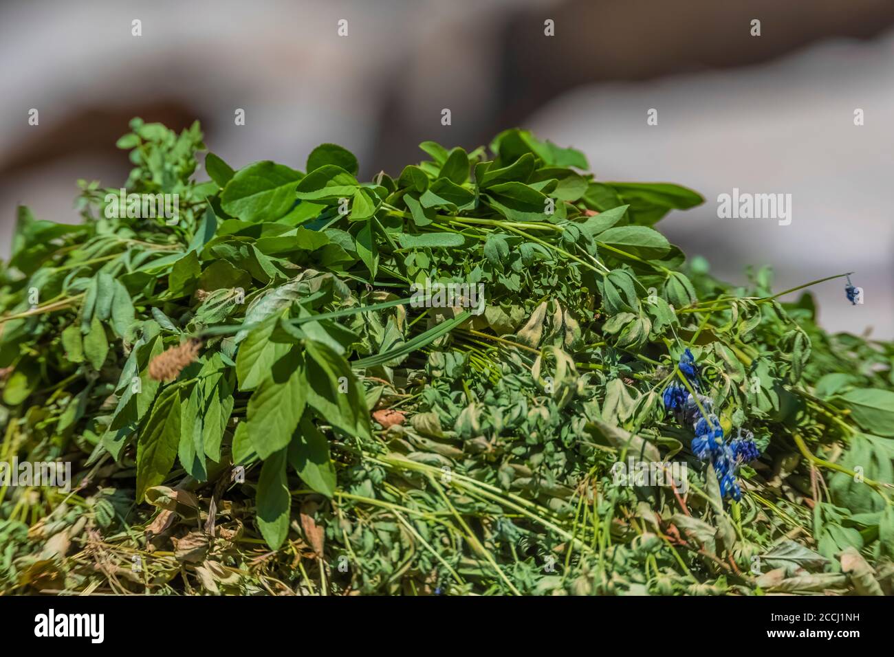 Pika, Ochotona princeps, haystack in a boulder field along the Pacific ...