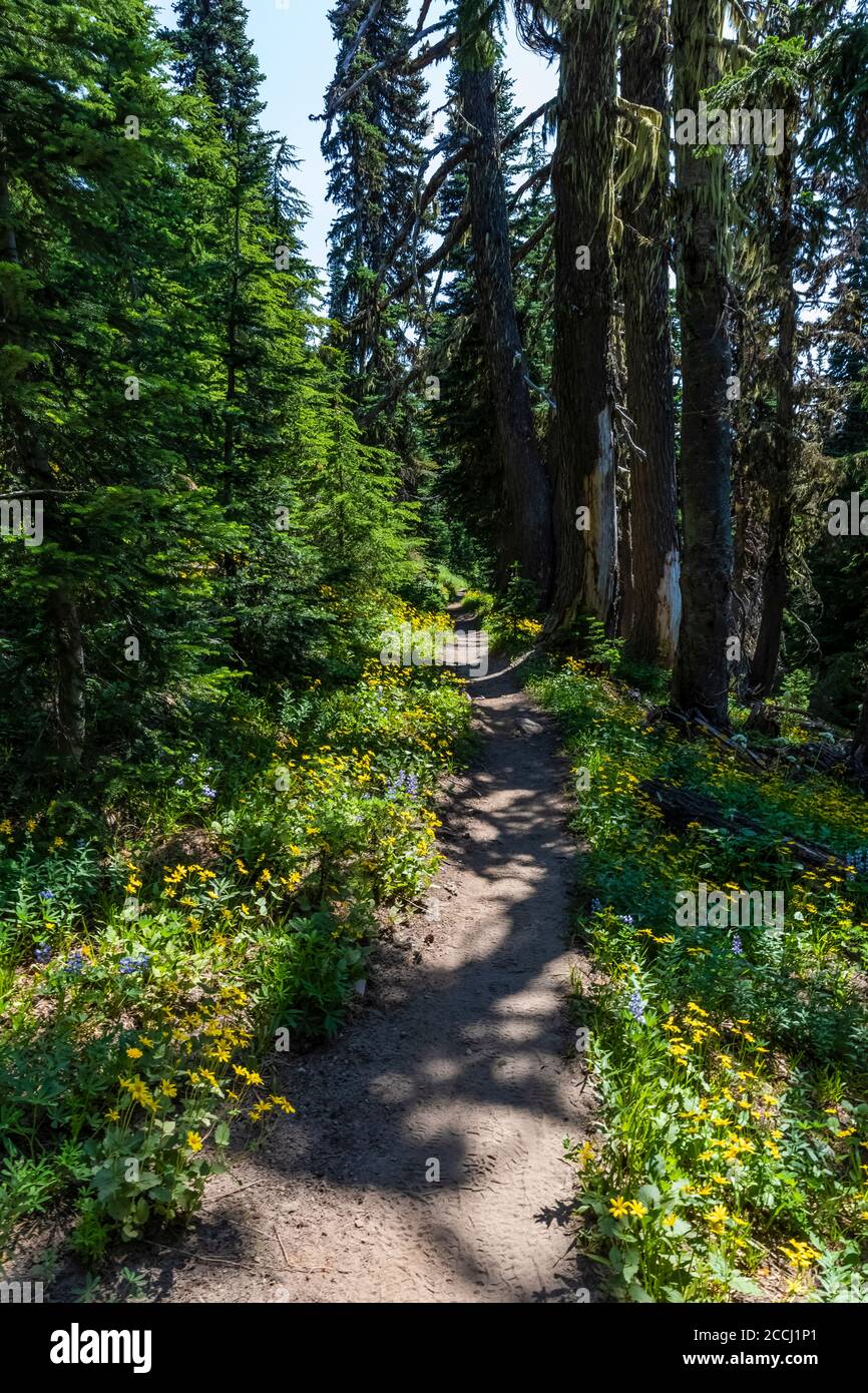 Pacific Crest Trail between Cispus Basin and the Snowgrass Trail in the ...
