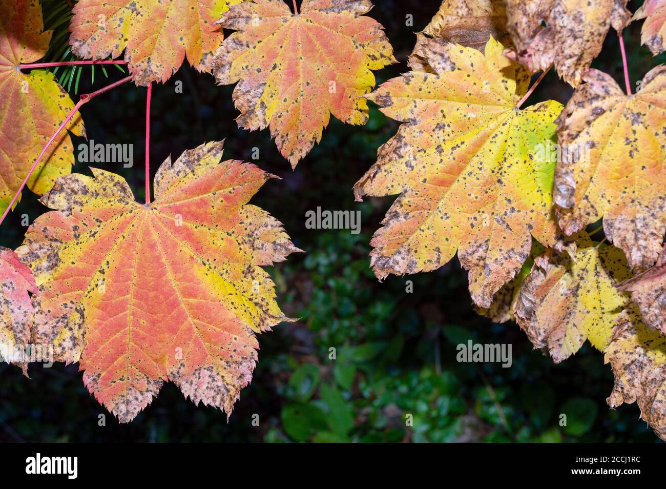 A close up of autumn leaves turning color Stock Photo - Alamy