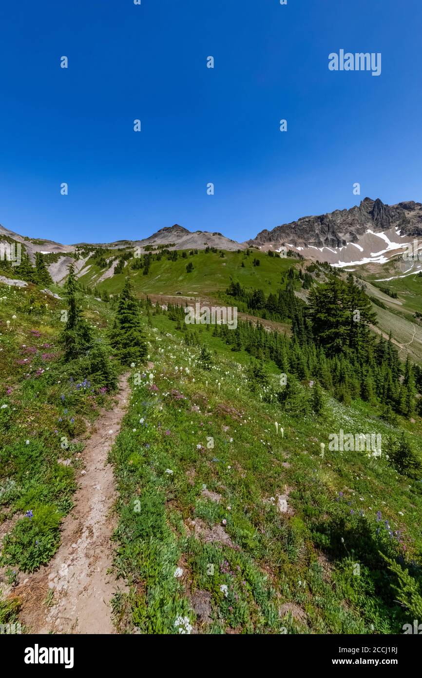 Trail into upper Cispus Basin in the Goat Rocks Wilderness, Gifford ...