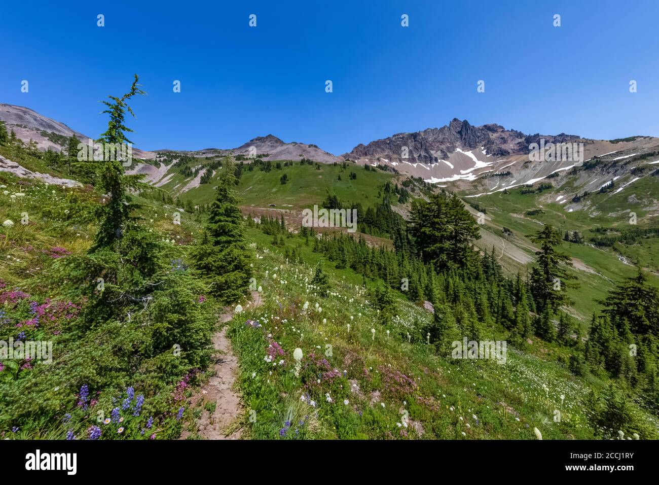 Trail into upper Cispus Basin in the Goat Rocks Wilderness, Gifford ...