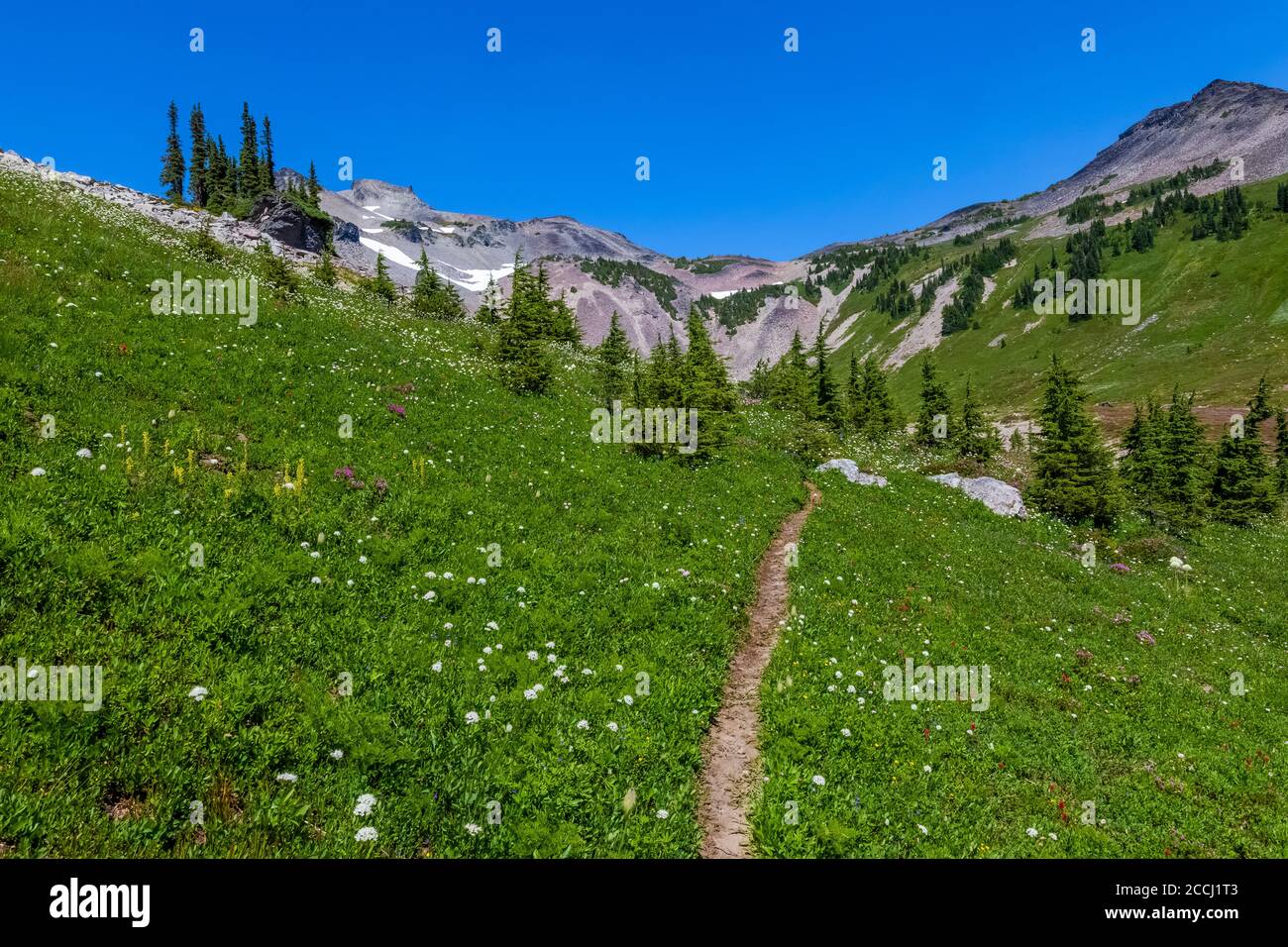 Trail into upper Cispus Basin in the Goat Rocks Wilderness, Gifford ...