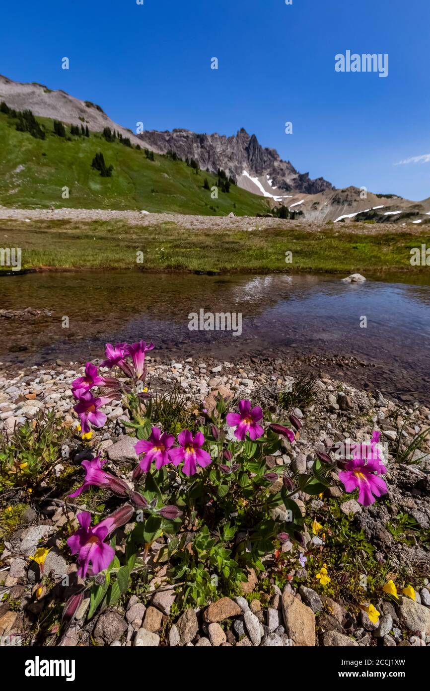 Great Purple Monkey-flower, Erythranthe lewisii, along Ciscpus River in ...