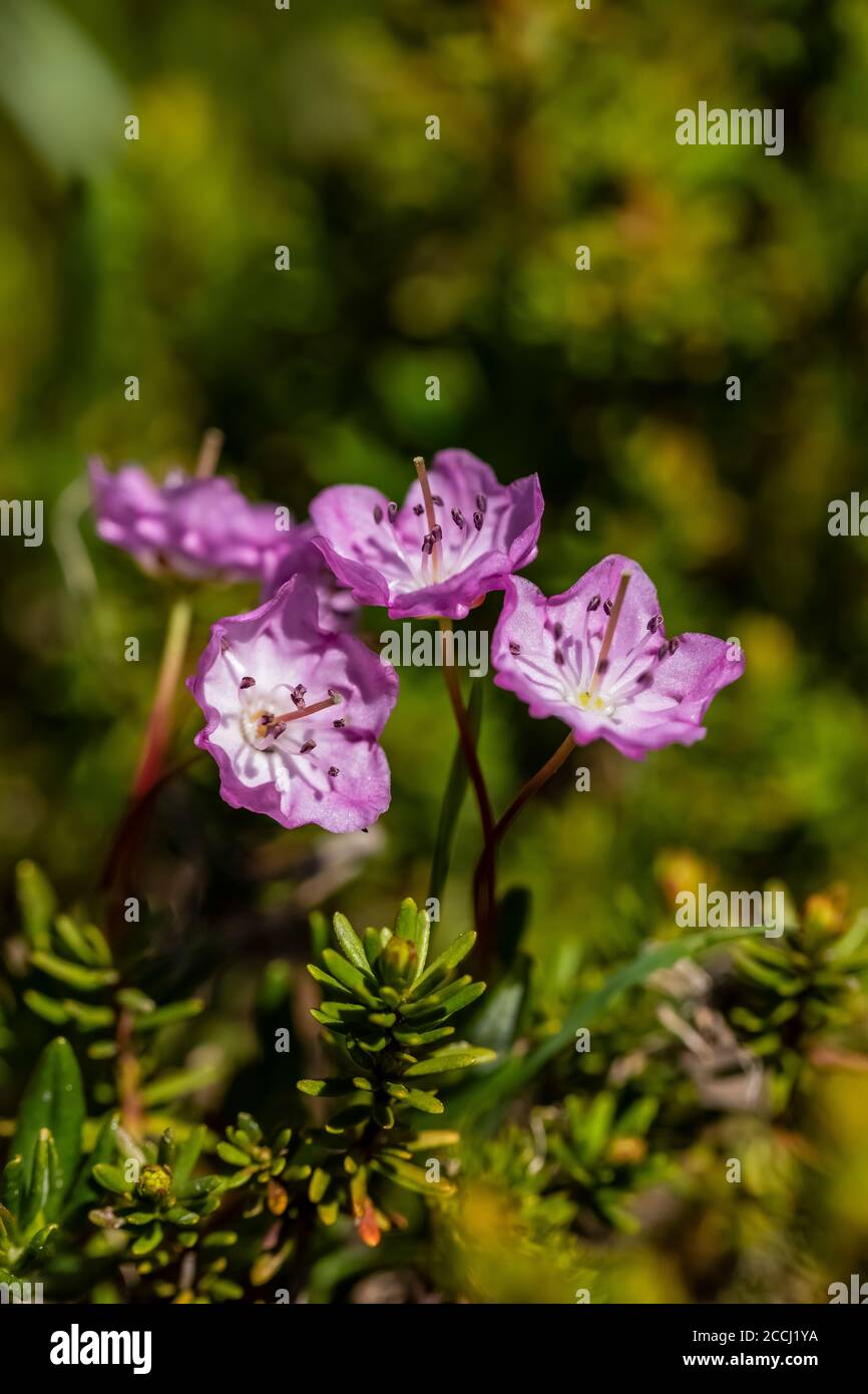 Goat Rocks Wilderness, Gifford Pinchot National Forest, Washington ...