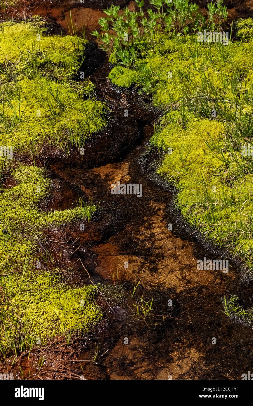 Lush mosses growing on recently melted out wet soil along the Cispus ...