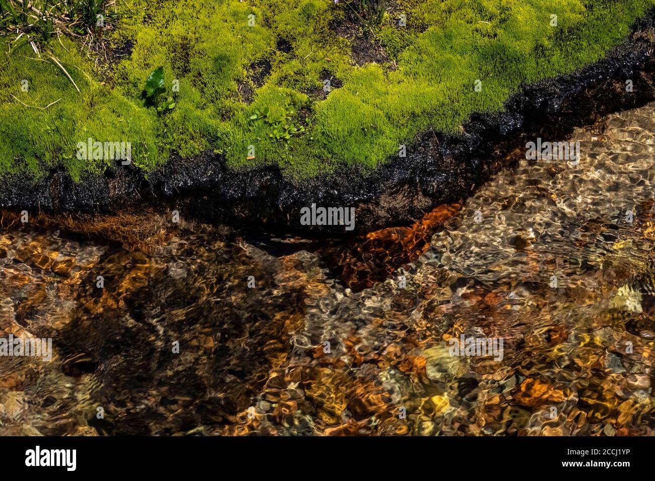 Lush mosses growing on recently melted out wet soil along the Cispus ...