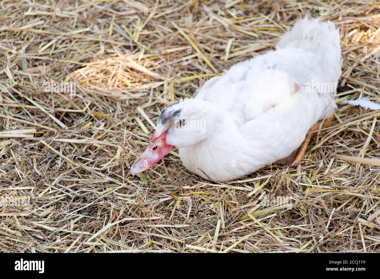 Lying down white duck on straw background Stock Photo - Alamy