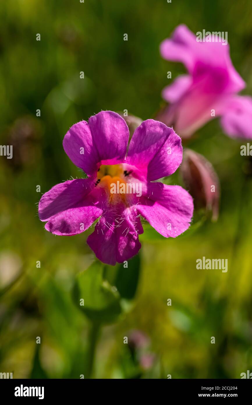 Great Purple Monkey-flower, Erythranthe lewisii, along Ciscpus River in ...