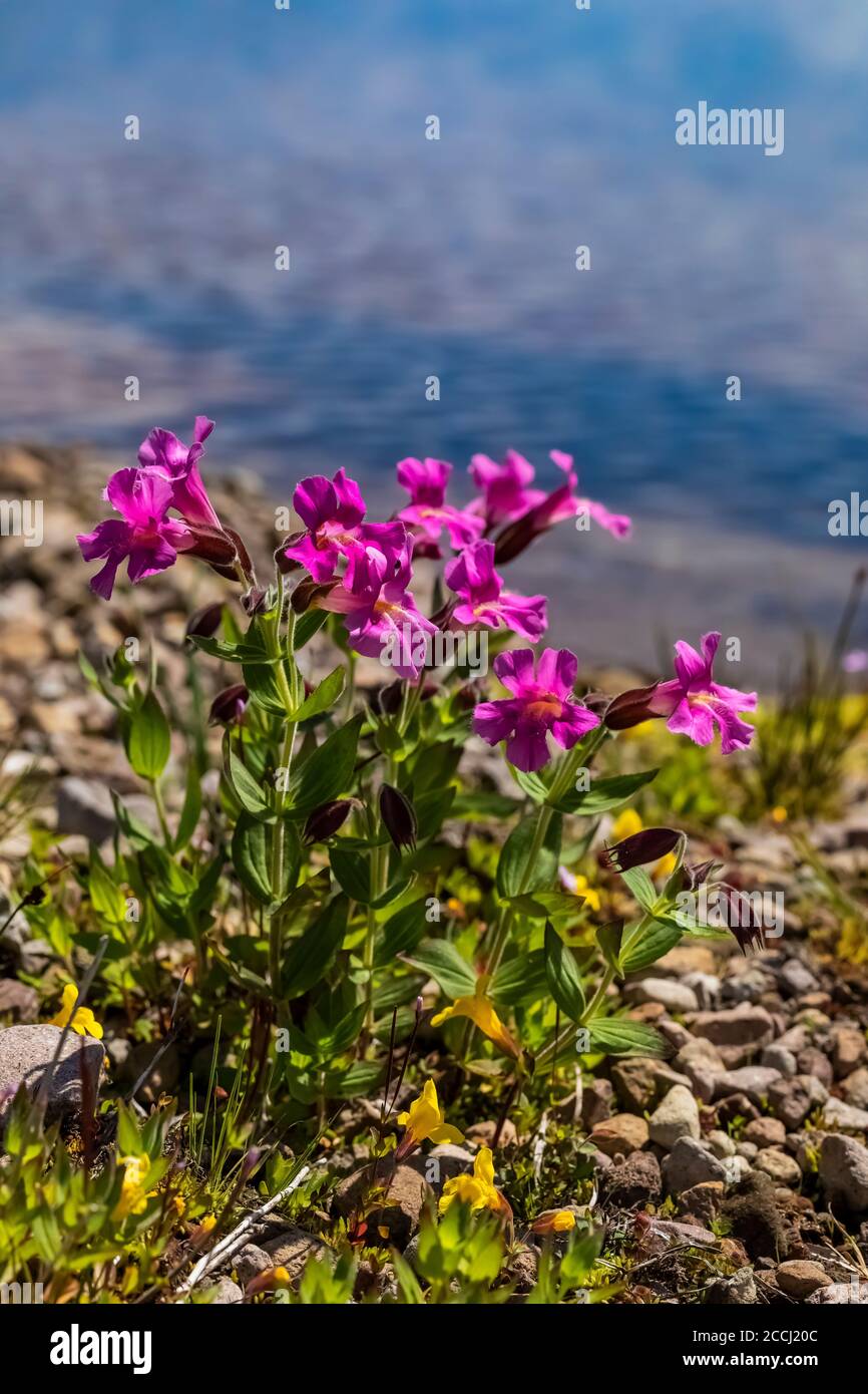 Great Purple Monkey-flower, Erythranthe lewisii, along Ciscpus River in ...