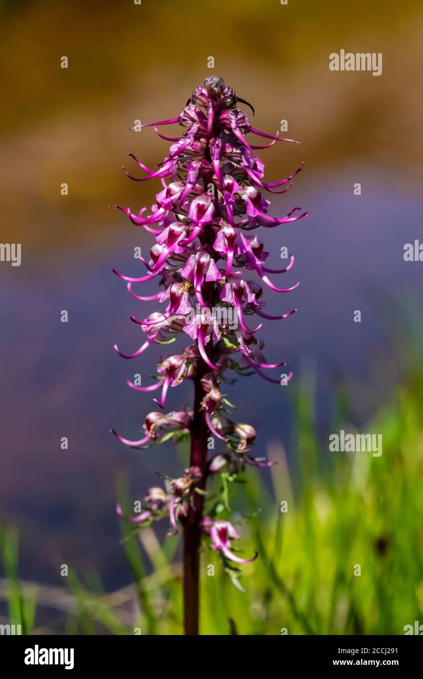 Elephant's Head, Pedicularis groenlandica, blooming in a wetland in the ...