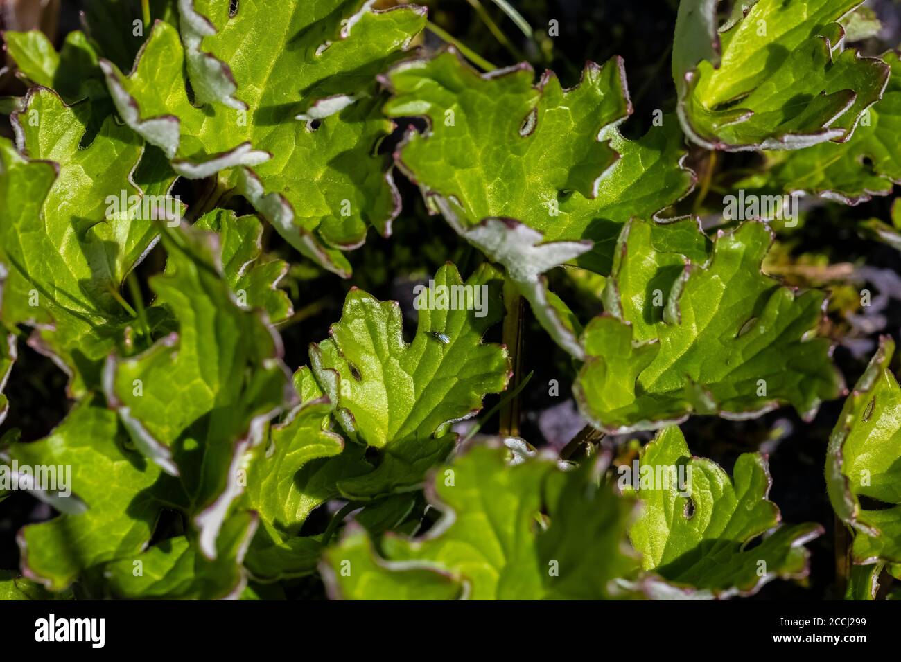 Alpine Coltsfoot, Petasites frigidus, leaves in Upper Cispus Basin ...
