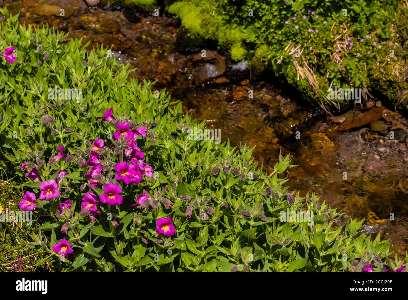 Great Purple Monkey-flower, Erythranthe lewisii, along Ciscpus River in ...