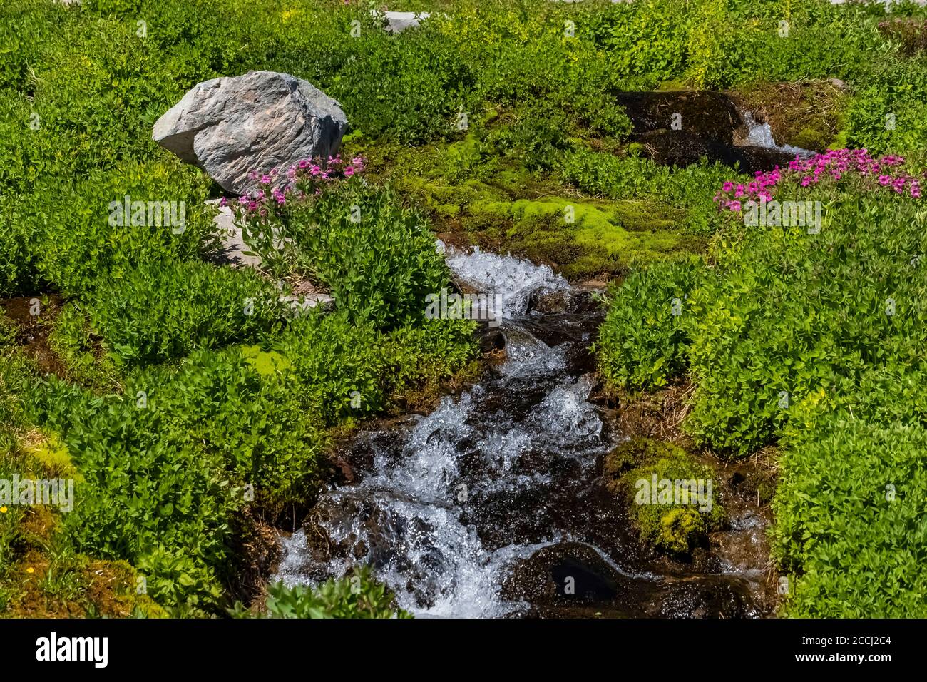 Great Purple Monkey-flower, Erythranthe lewisii, along Ciscpus River in ...