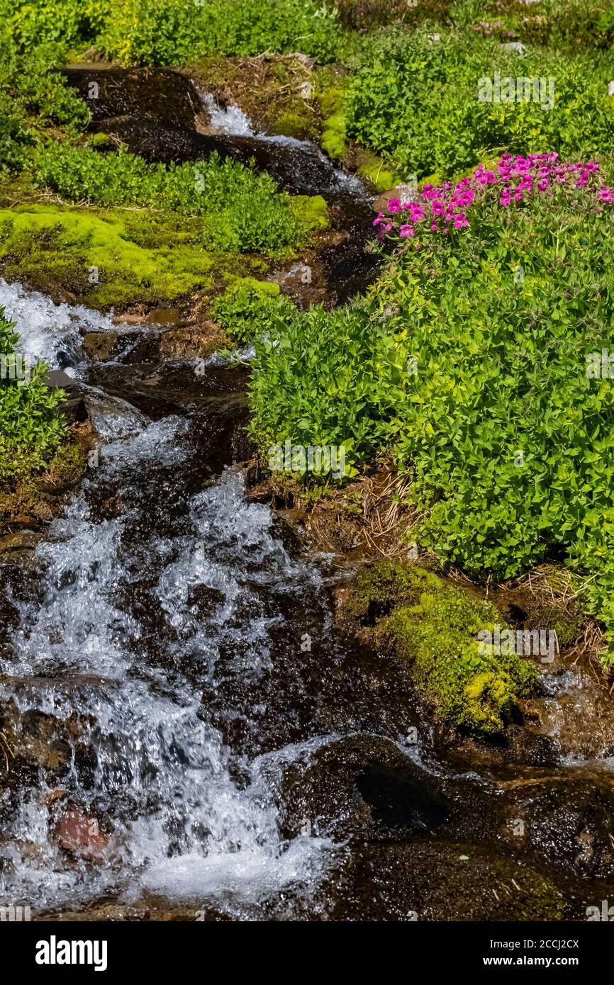 Great Purple Monkey-flower, Erythranthe lewisii, along Ciscpus River in ...