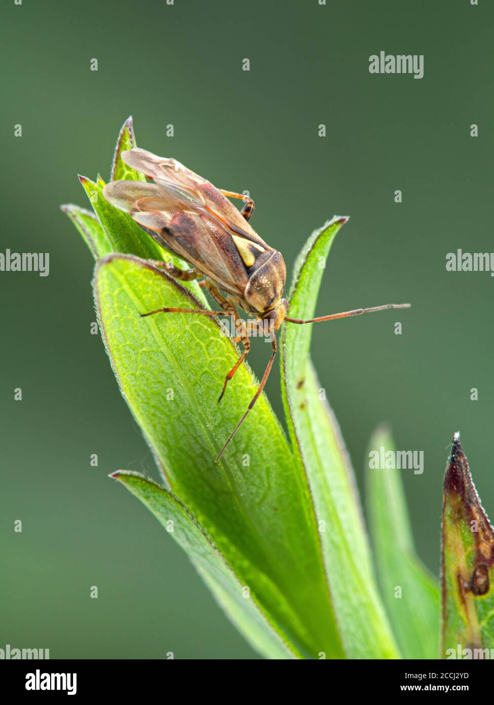 Side view of a plant bug, family Miroidea, on a leaf in Boundary Bay ...