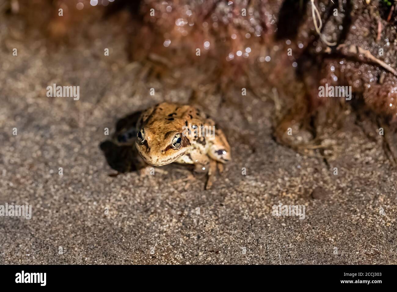 Cascades Frog, Rana cascadae, in the Cispus River high in the Cispus ...