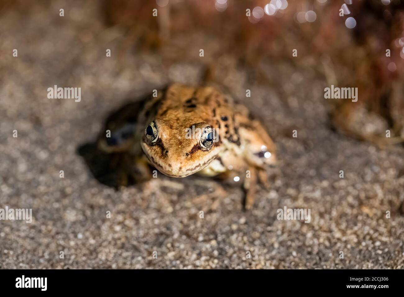 Cascades Frog, Rana cascadae, in the Cispus River high in the Cispus ...