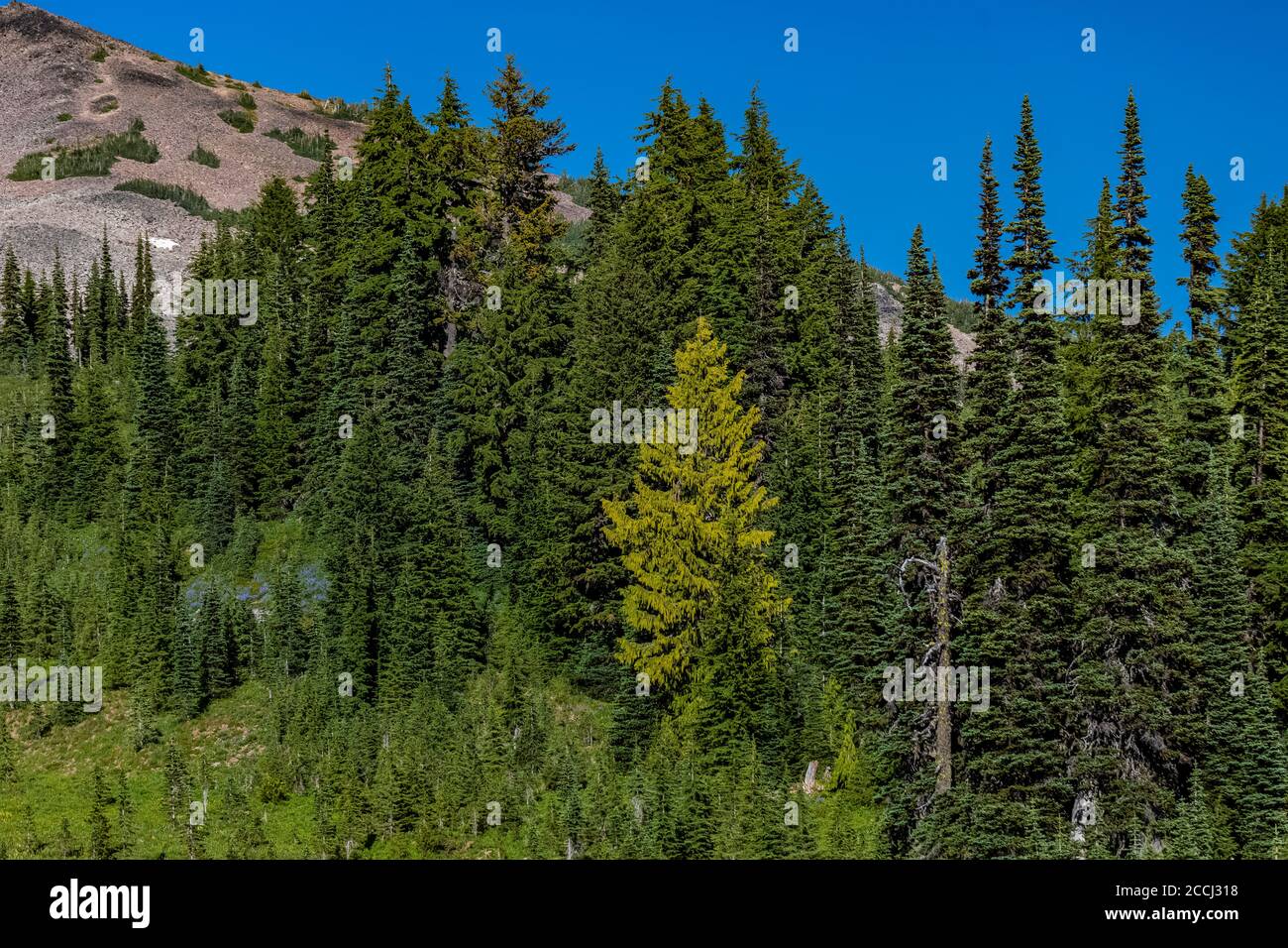 Weeping Alaskan Cedar Turning Yellow