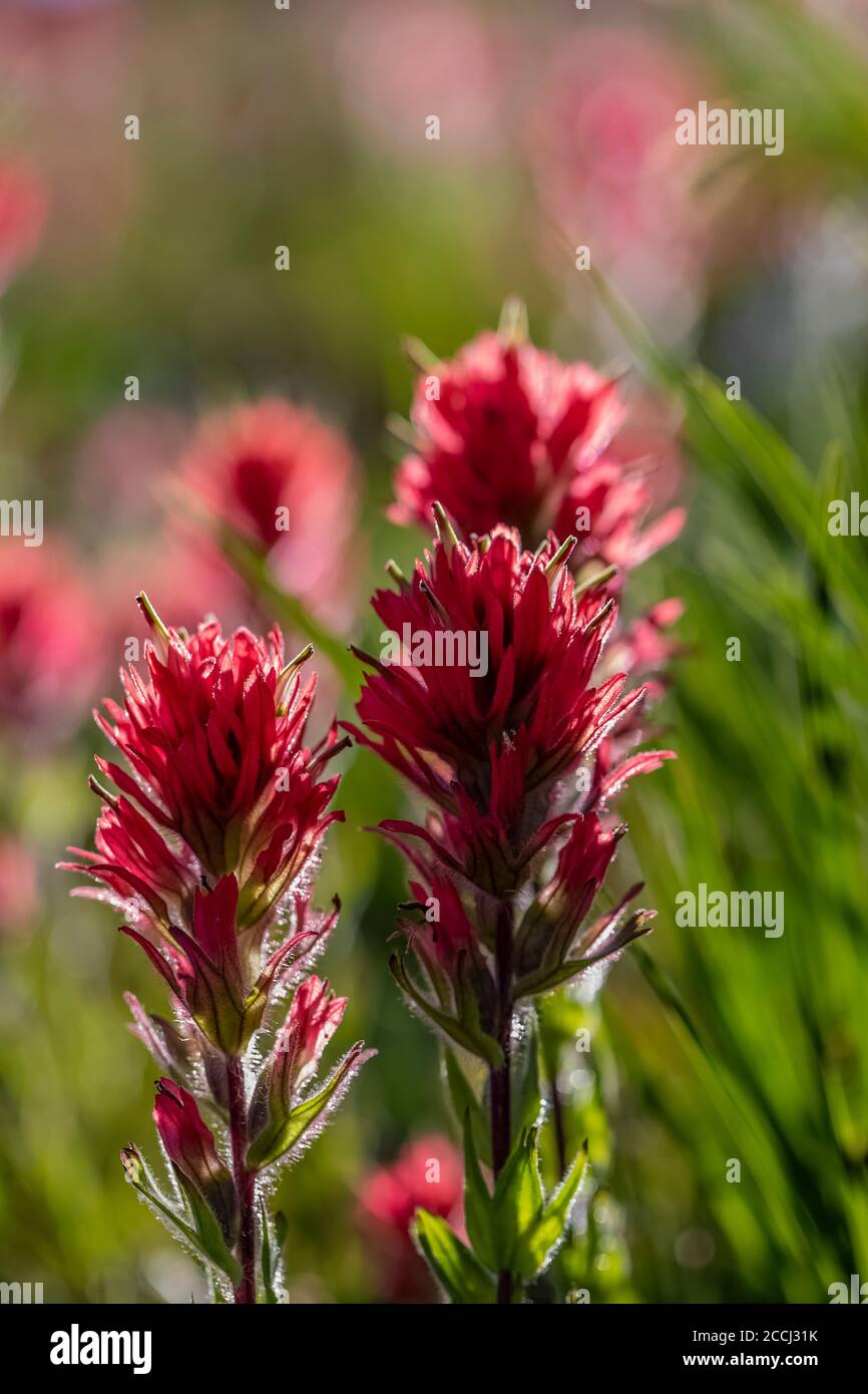 Scarlet Paintbrush, Castilleja miniata, flowering in a meadow along the ...