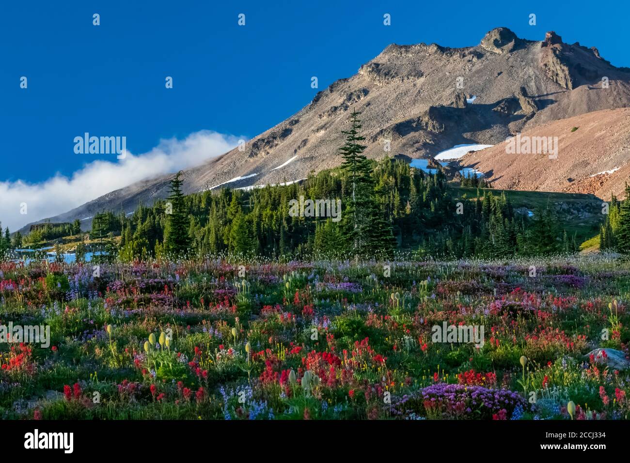 Subalpine wildflower meadow and Ives Peak along the Pacific Crest Trail ...