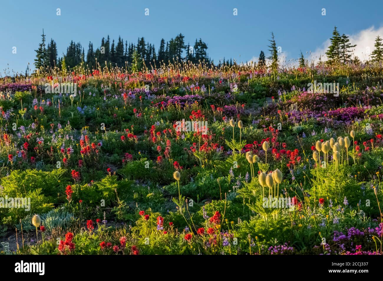 Subalpine wildflower meadow along the Pacific Crest Trail in Goat Rocks ...