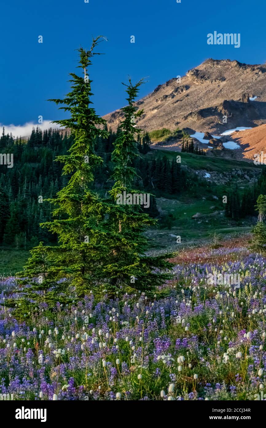 Subalpine wildflower meadow with Mountain Hemlocks, Tsuga mertensiana ...