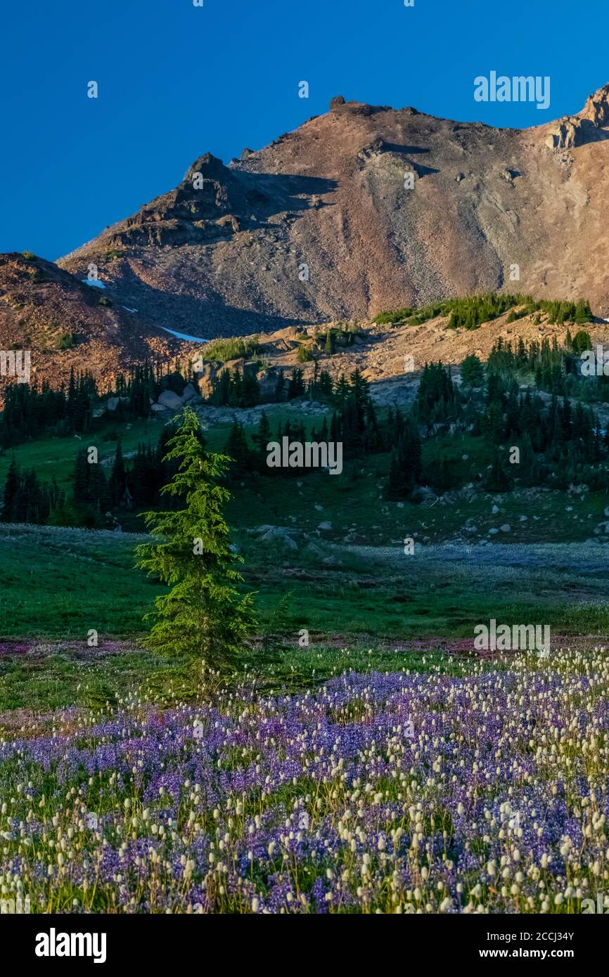 Subalpine wildflower meadow with Mountain Hemlocks, Tsuga mertensiana ...