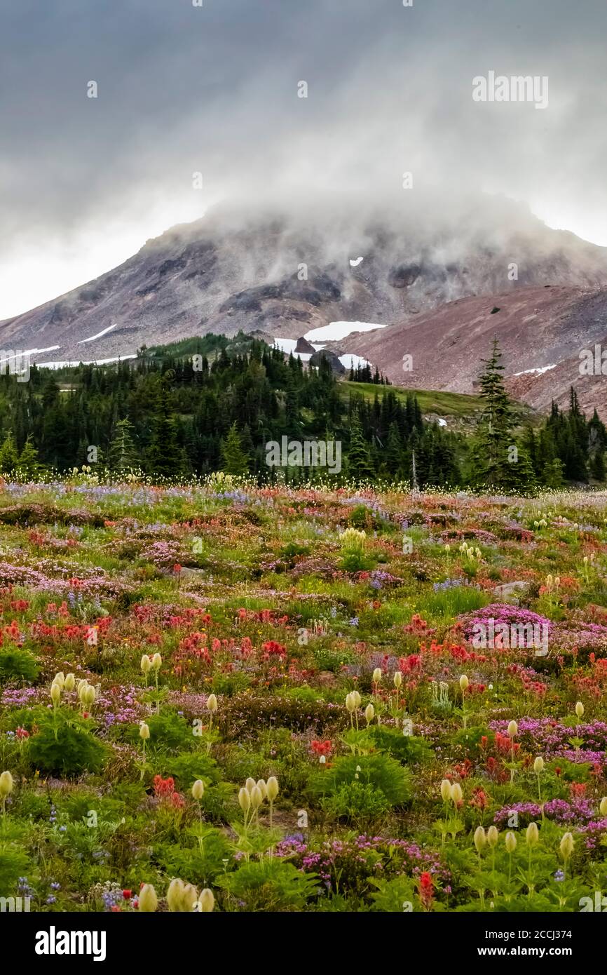 Wildflower meadow along the Pacific Crest Trail in the Goat Rocks ...