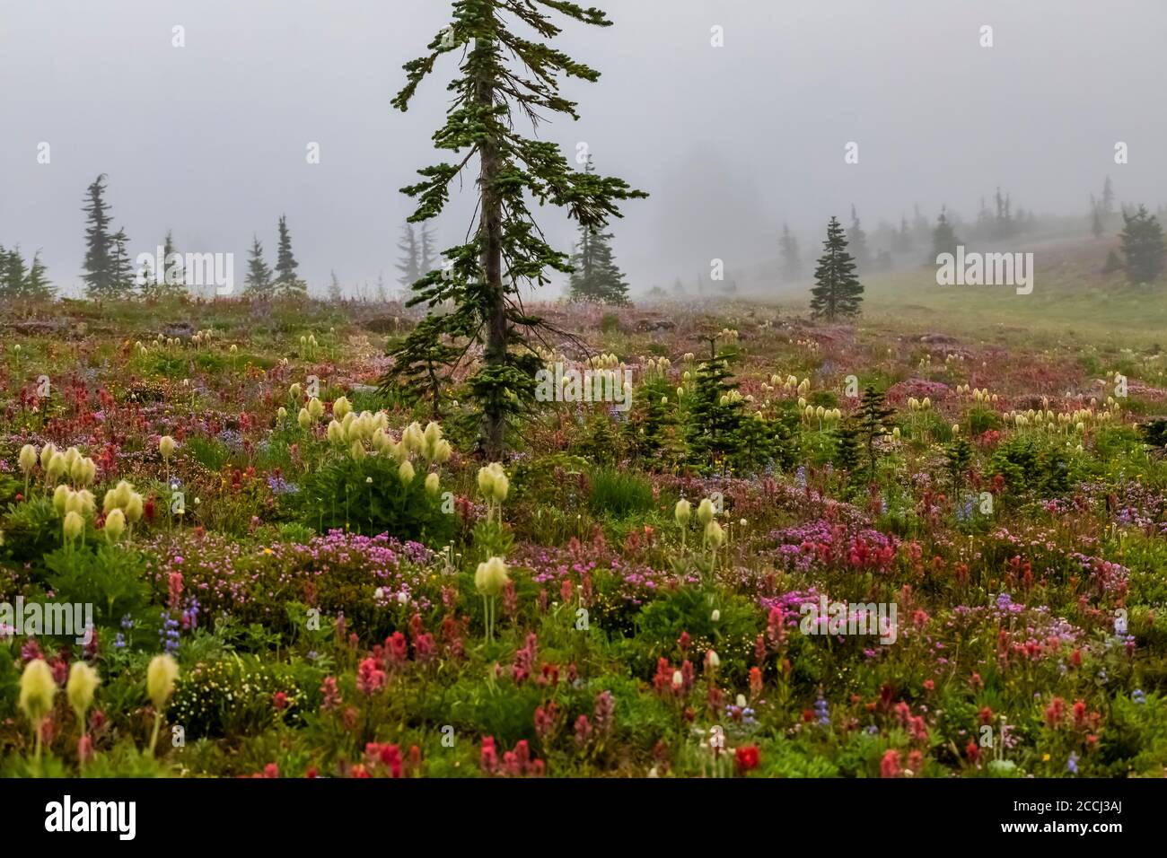 Subalpine wildflower meadow along the Snowgrass Trail in Goat Rocks ...