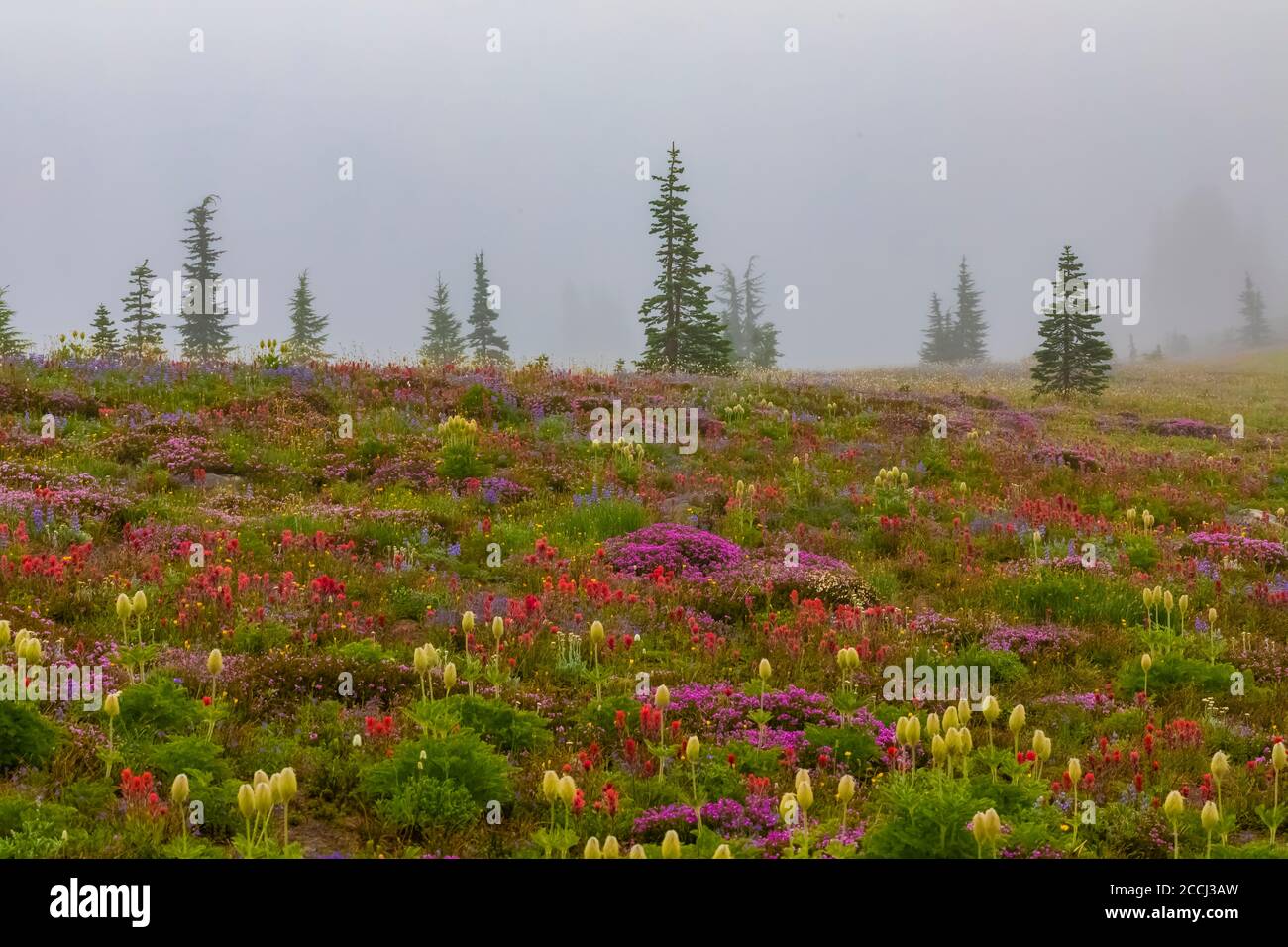 Subalpine wildflower meadow along the Snowgrass Trail in Goat Rocks ...