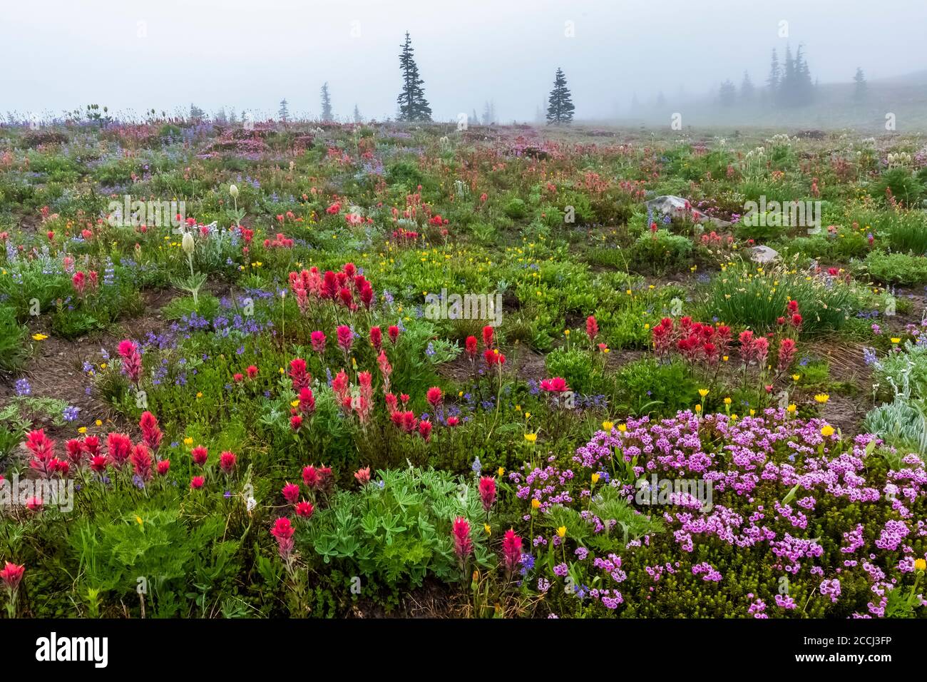 Subalpine wildflower meadow along the Snowgrass Trail in Goat Rocks ...