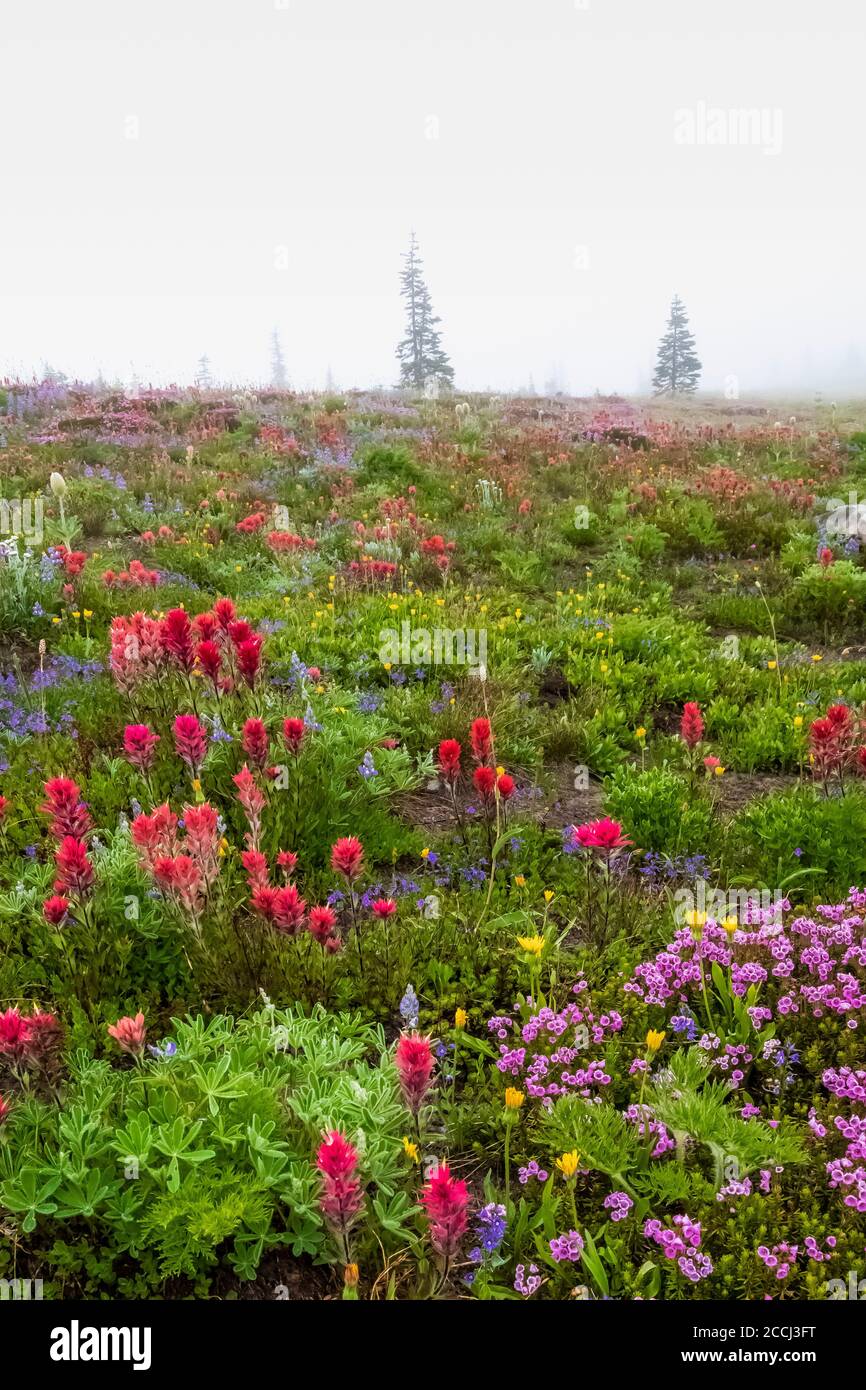Subalpine wildflower meadow along the Snowgrass Trail in Goat Rocks ...