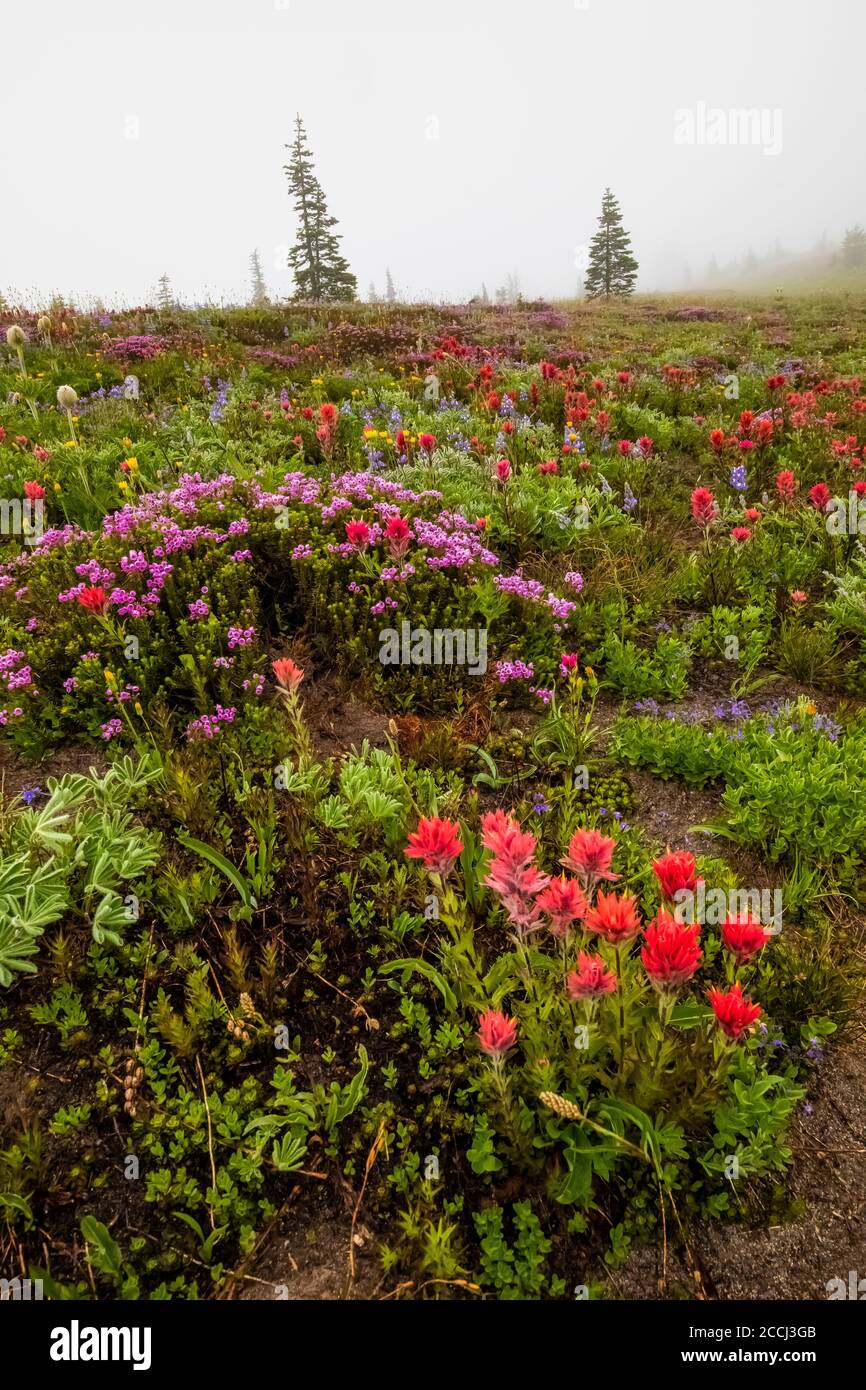 Subalpine wildflower meadow along the Snowgrass Trail in Goat Rocks ...