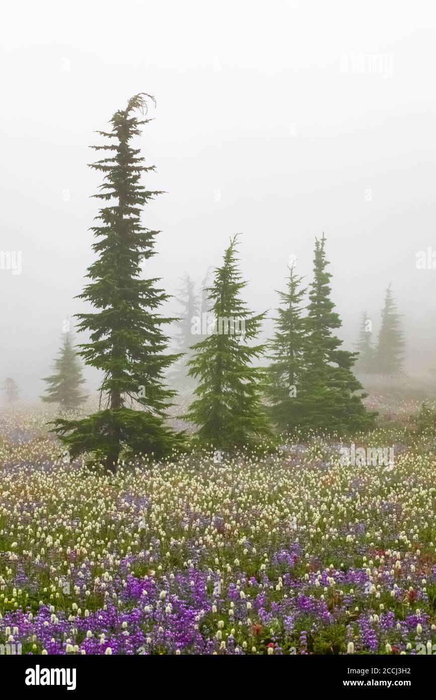 Subalpine wildflower meadow with Mountain Hemlocks along the Pacific ...
