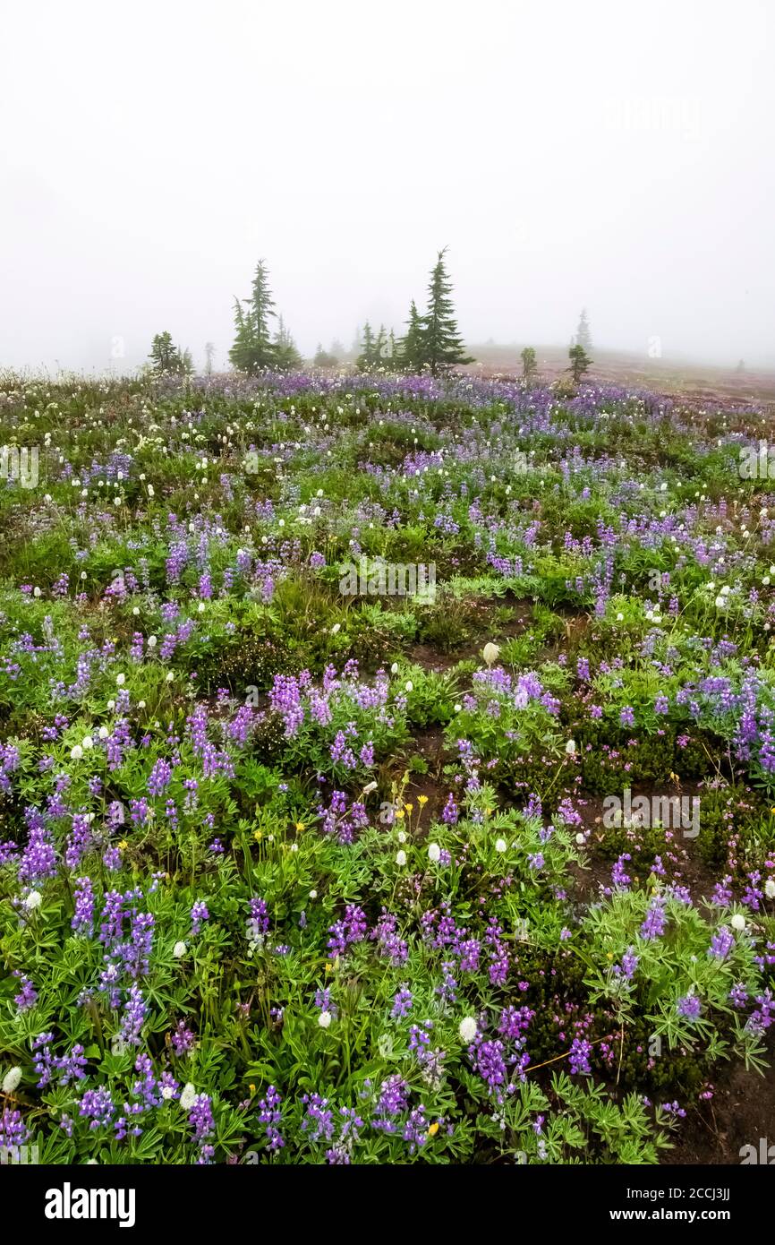 Subalpine wildflower meadow with Mountain Hemlocks along the Pacific ...