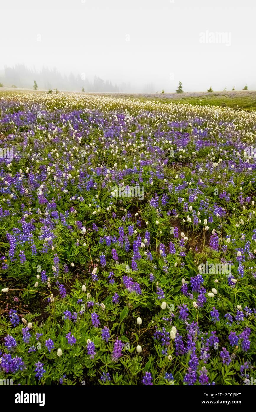 Subalpine wildflower meadow with Mountain Hemlocks along the Pacific ...