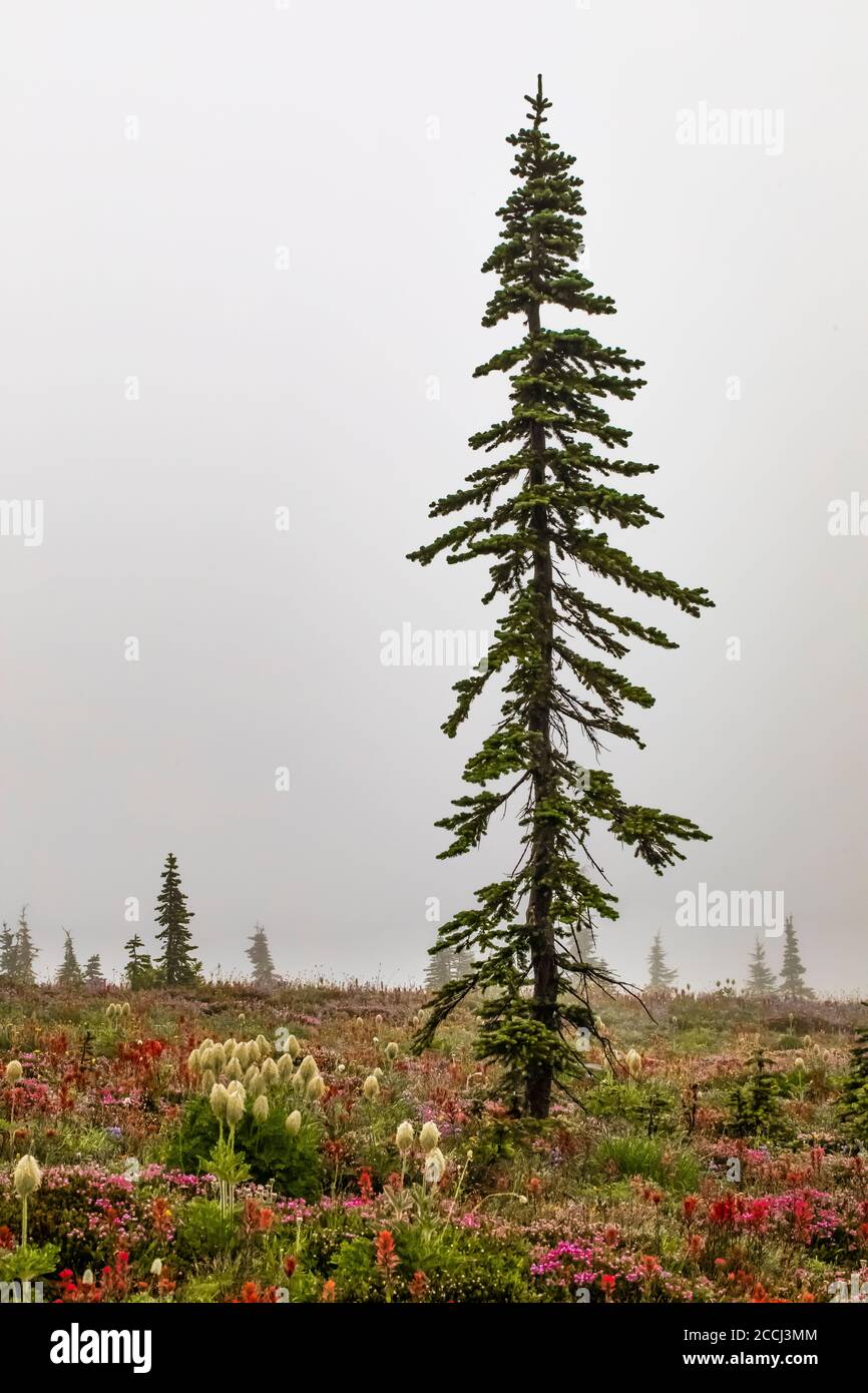 Subalpine wildflower meadow with Subalpine Fir, Abies lasiocarpa, along ...