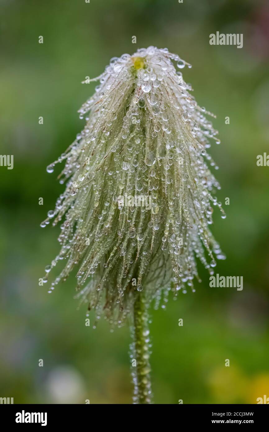Towhead Baby, Anemone occidentalis, aka Western Pasqueflower, seed ...