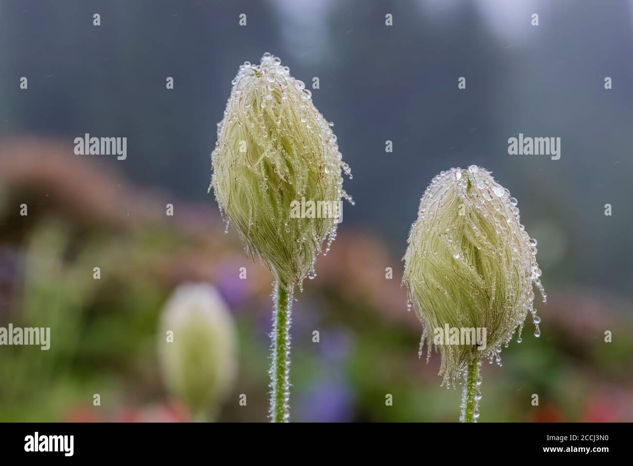 Towhead Baby, Anemone occidentalis, aka Western Pasqueflower, seed ...