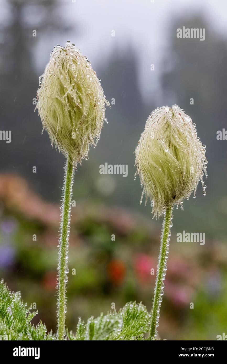 Towhead Baby, Anemone occidentalis, seed heads after a rainstorm along ...
