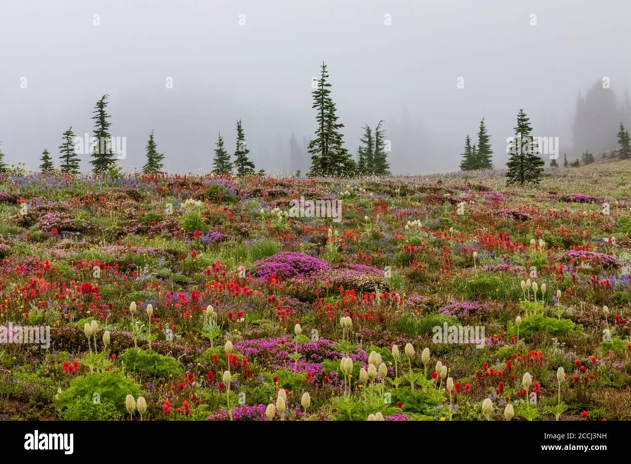 Subalpine wildflower meadow along the Snowgrass Trail in Goat Rocks ...