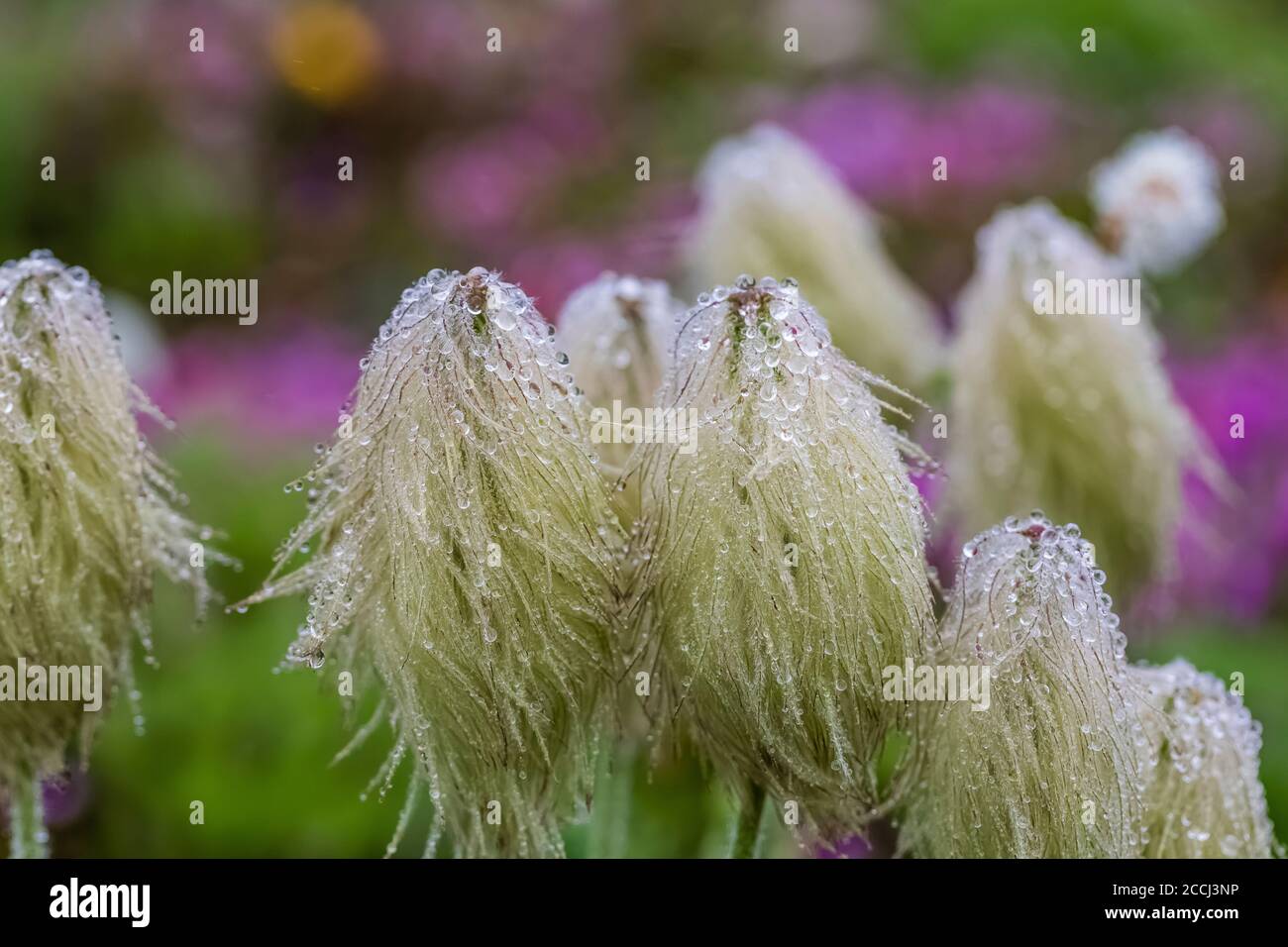 Towhead Baby, Anemone occidentalis, aka Western Pasqueflower, seed ...